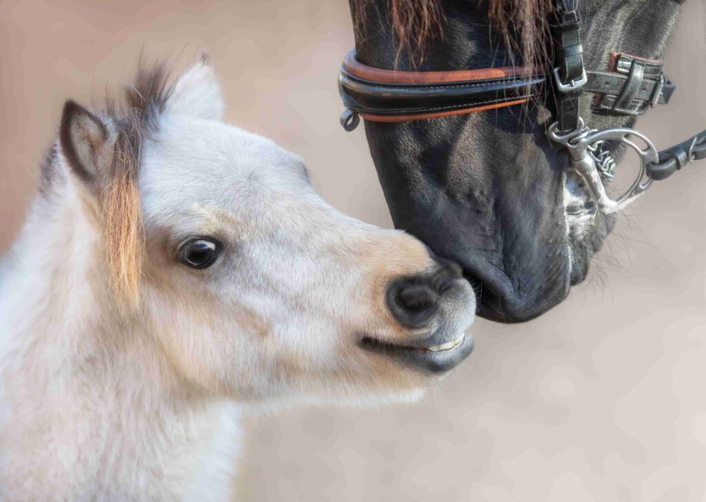 Miniature Horses as Companions and Guide Animals