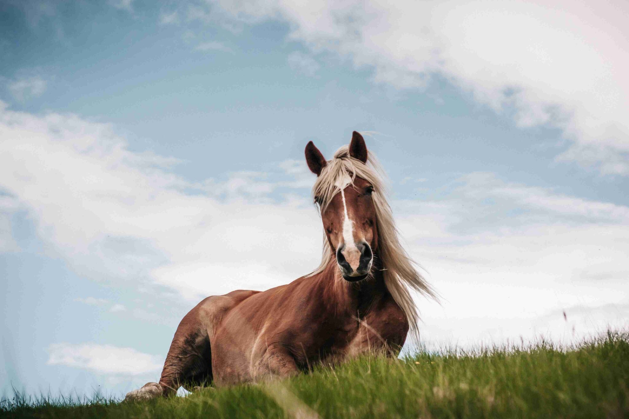 Equine IQ: Testing Horse Intelligence in the Field
